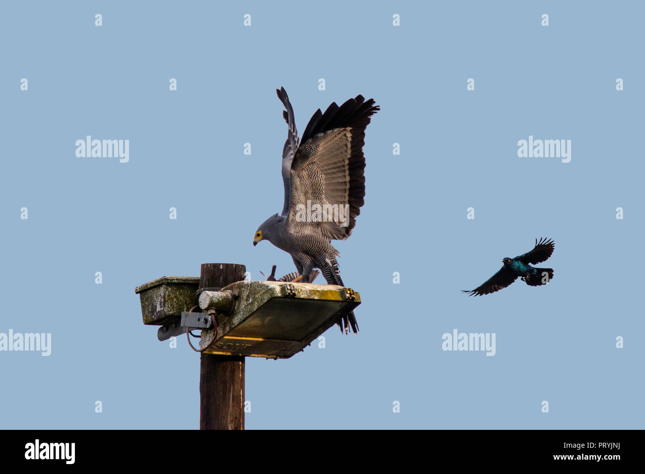 African Harrier-Hawk Polyboroides typus Himeville, Kwazulu/Natal, South ...