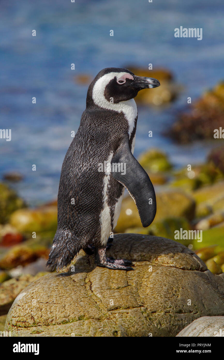 Jackass fish hi-res stock photography and images - Alamy