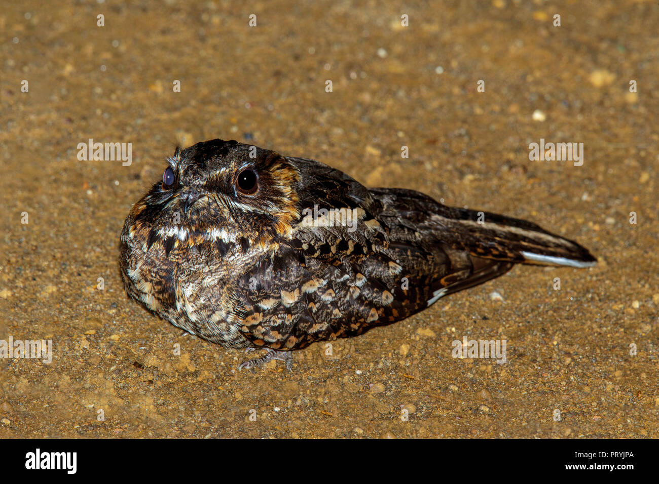 Fiery-necked Nightjar Caprimulgus pectoralis St. Lucia, South Africa 27 ...