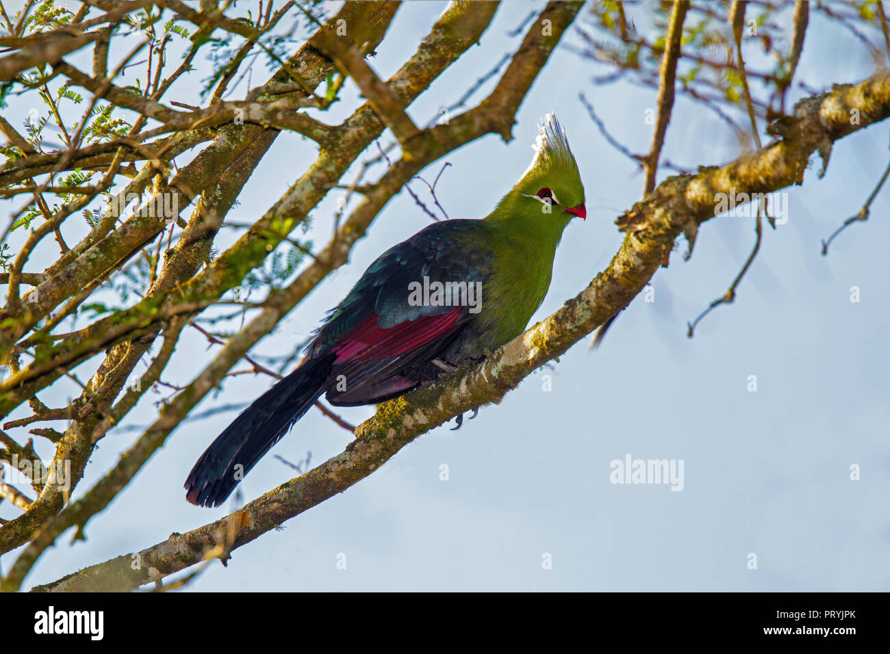 Livingstone's turaco hi-res stock photography and images - Alamy