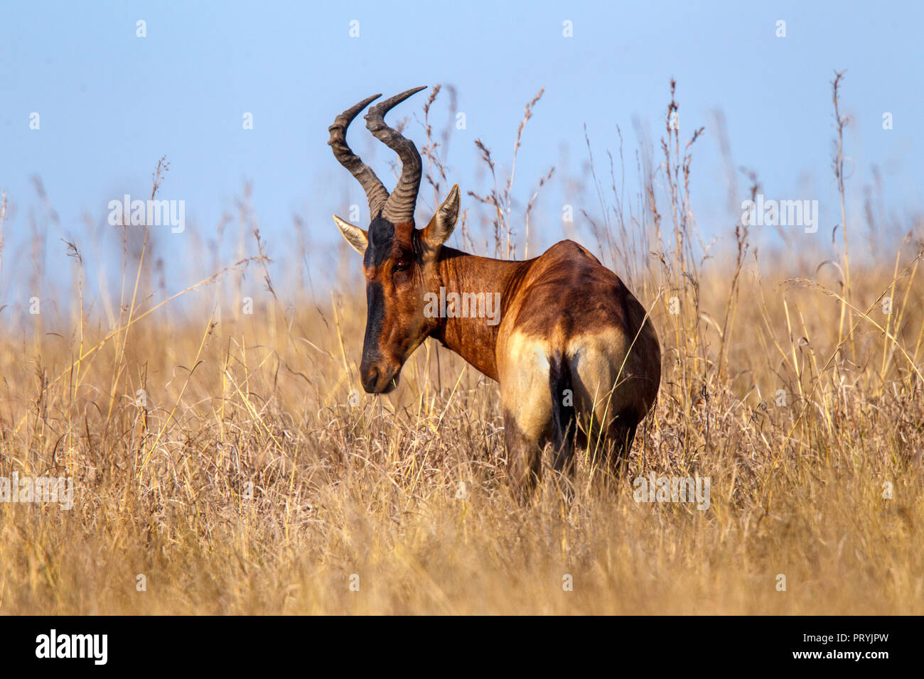 Midmar nature reserve hi-res stock photography and images - Alamy