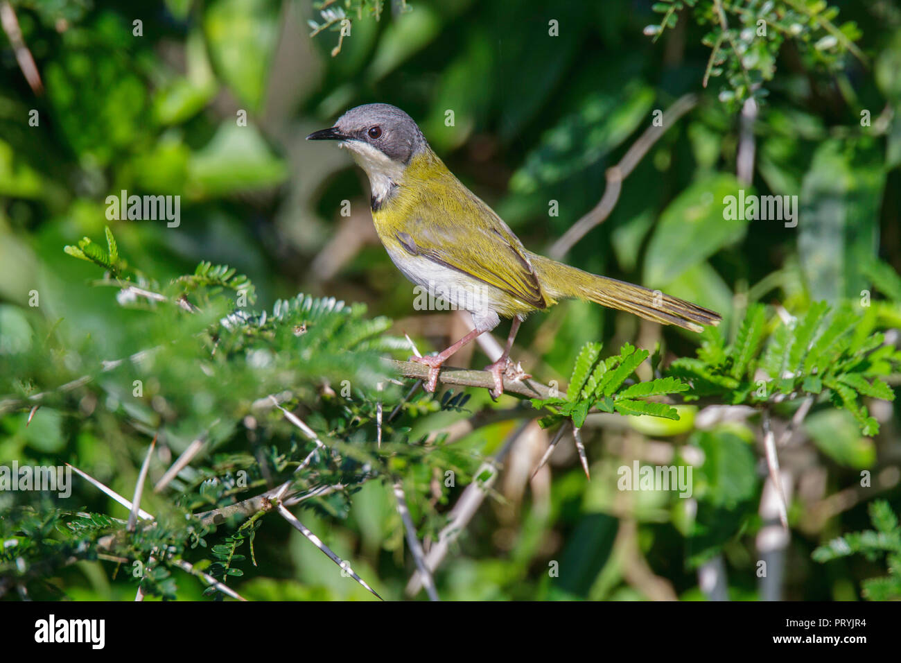 Rudd's Apalis Apalis ruddi St. Lucia, South Africa 27 August 2018 Adult ...