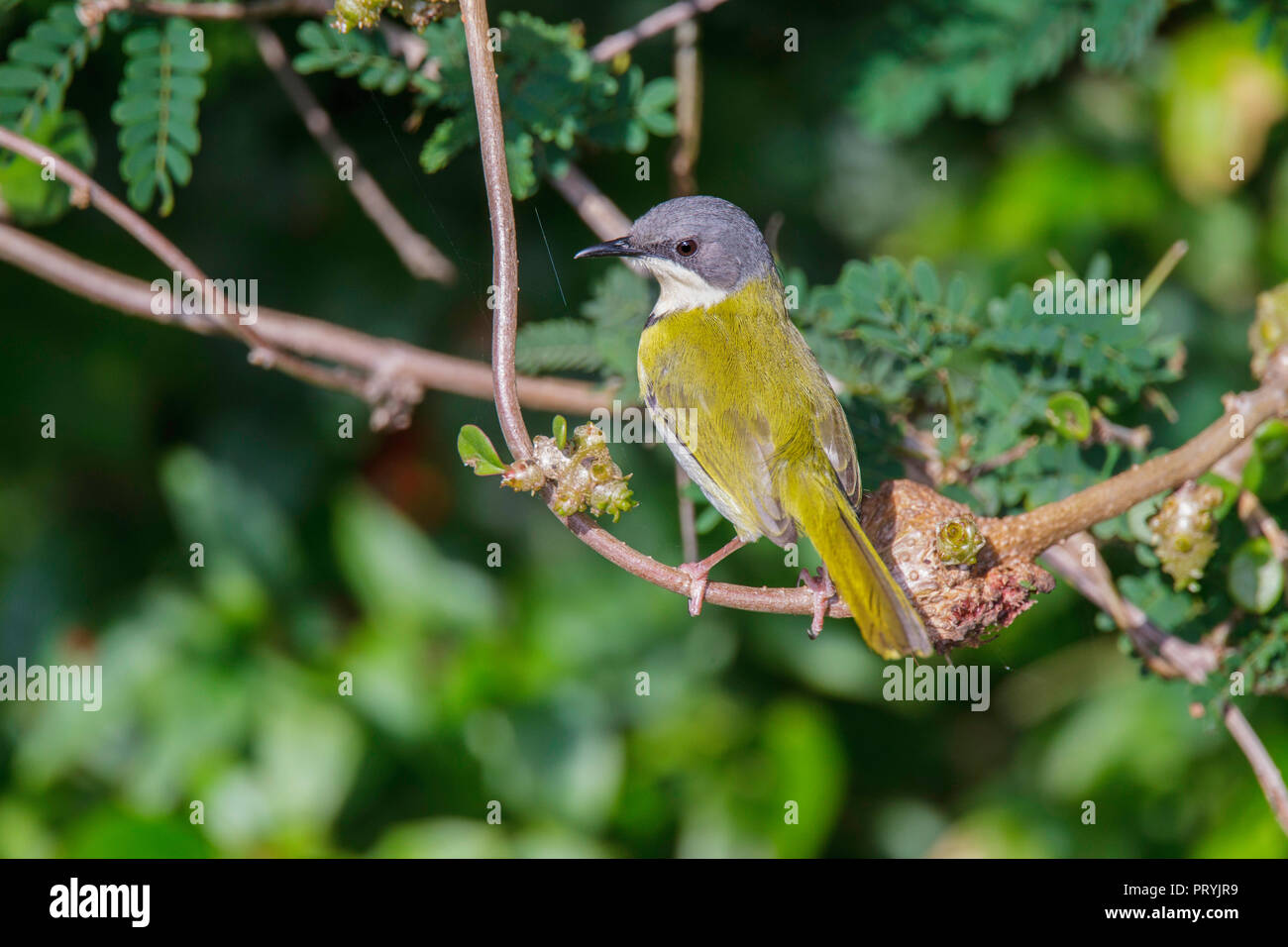 Rudd's Apalis Apalis ruddi St. Lucia, South Africa 27 August 2018 Adult ...