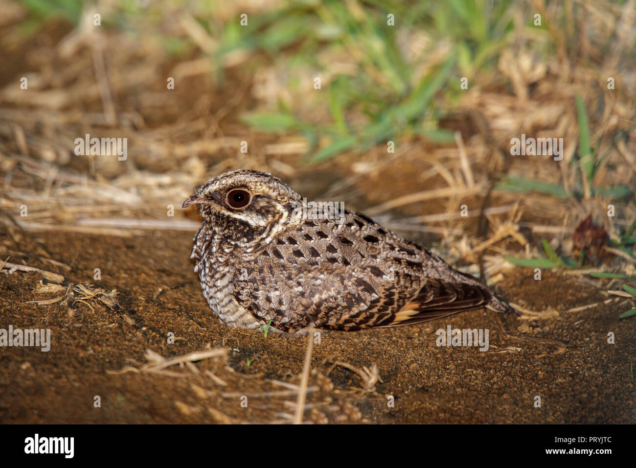Swamp nightjar hi-res stock photography and images - Alamy