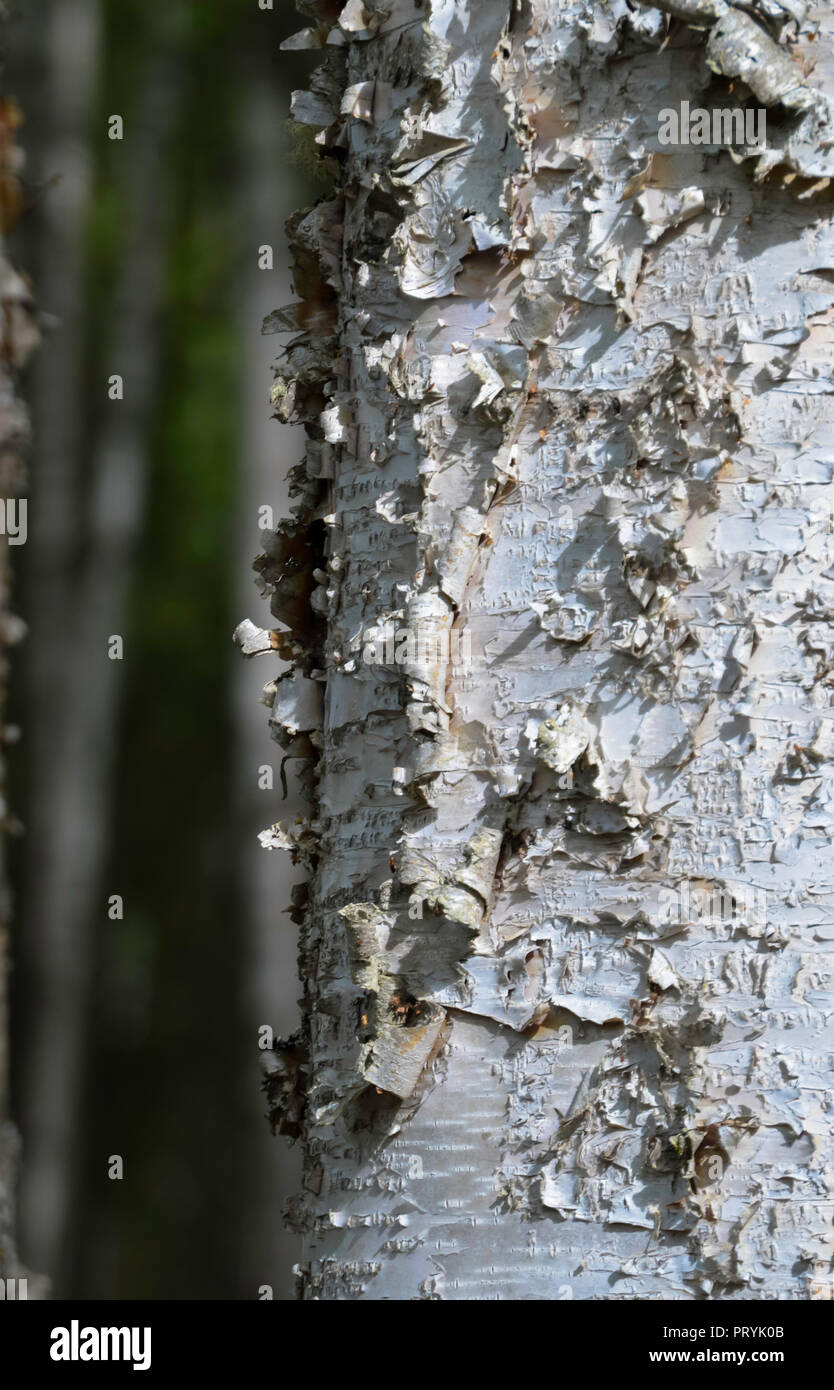 Detailed white Birch tree bark close-up Stock Photo - Alamy
