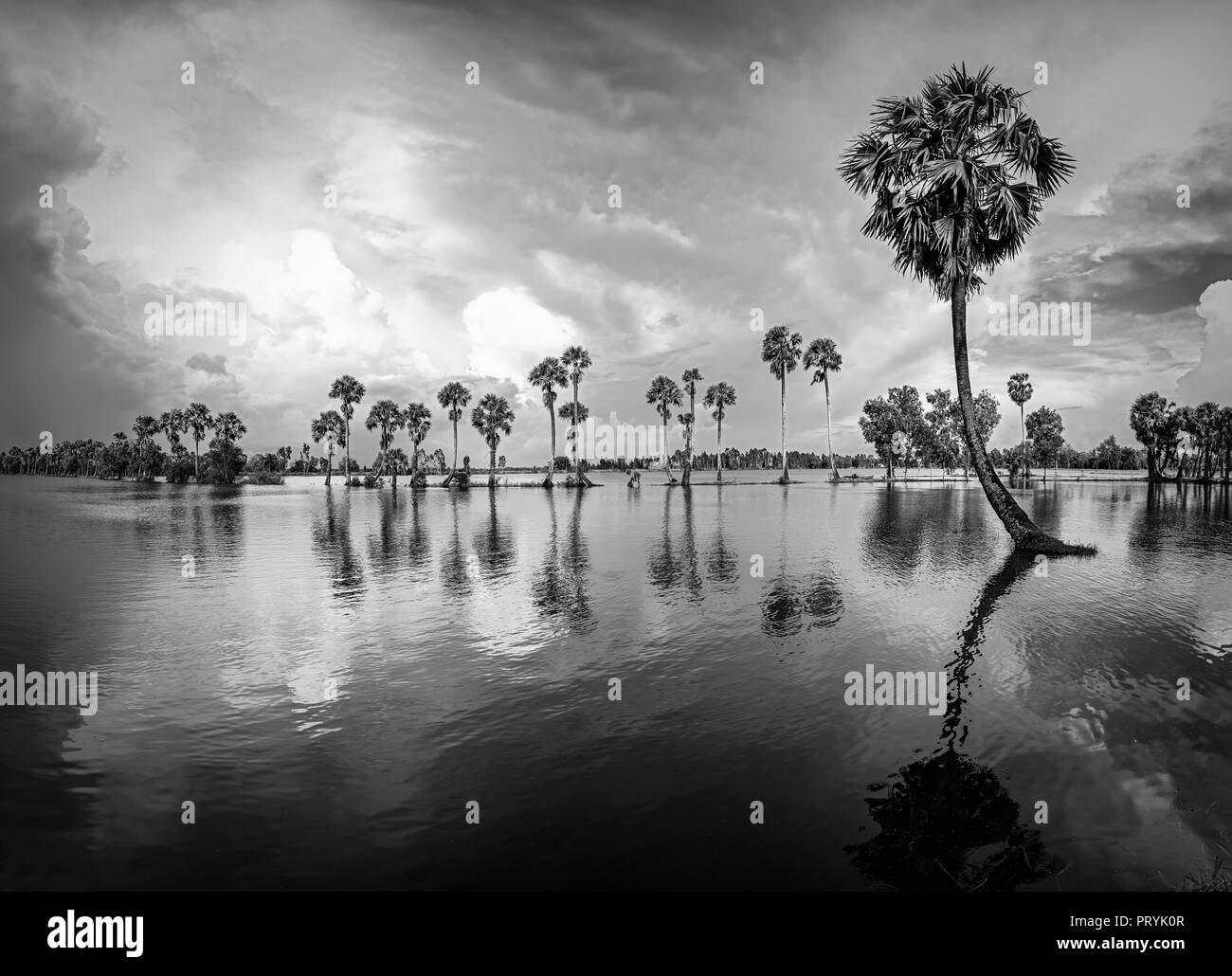Row of palm trees in silhouette reflect on the surface water of the ...