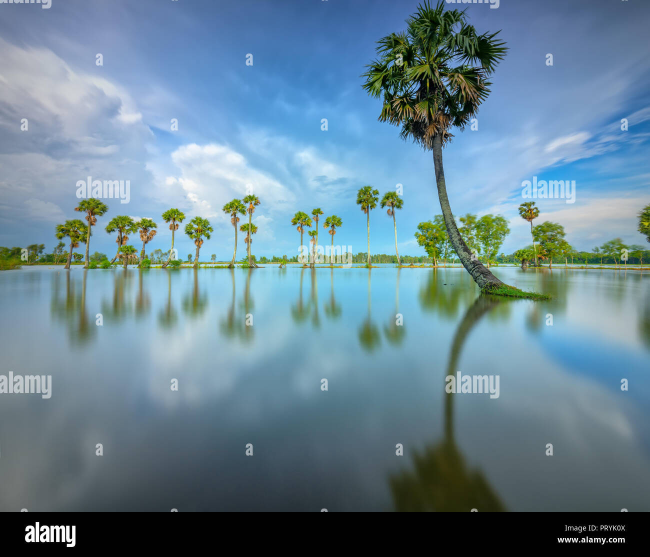 Row of palm trees in silhouette reflect on the surface water of the ...