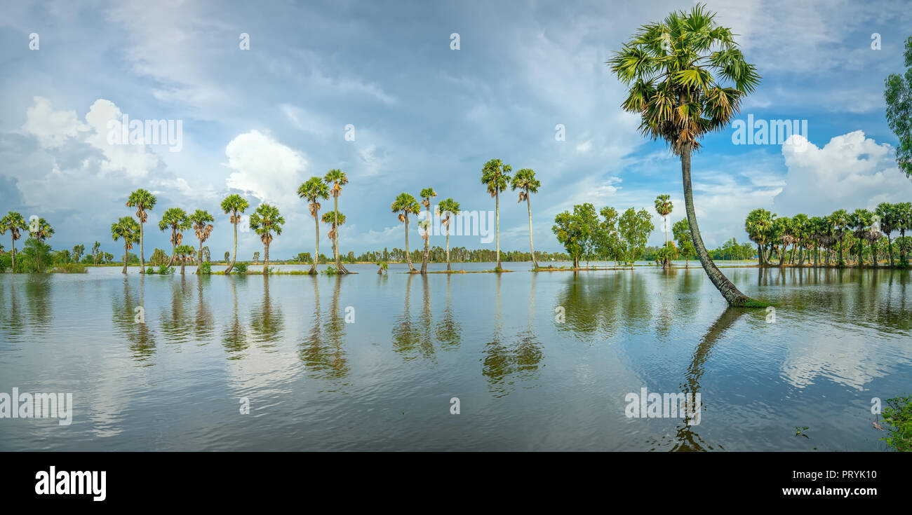 Row of palm trees in silhouette reflect on the surface water of the ...