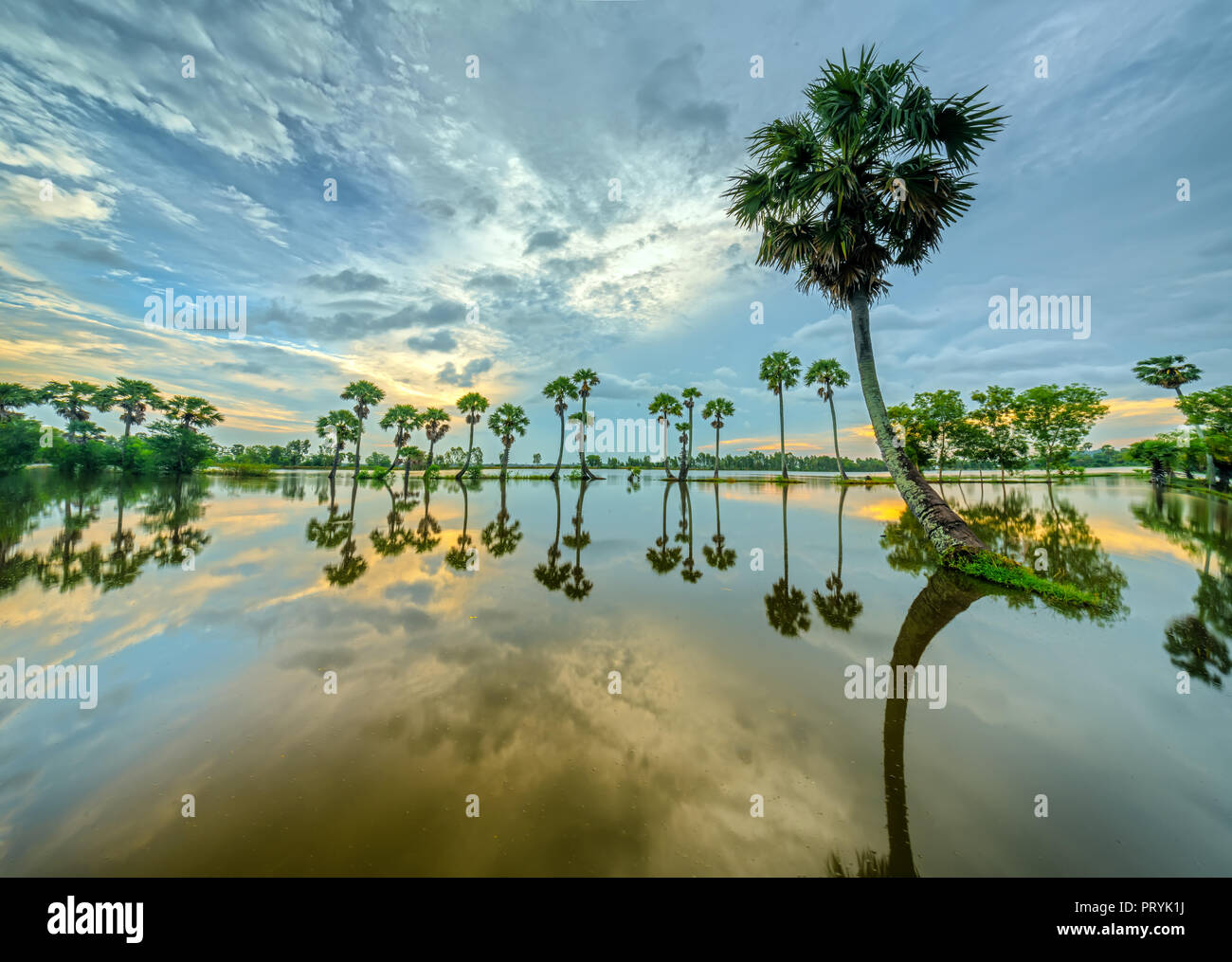 Palm tree rising up into the sky hi-res stock photography and images ...