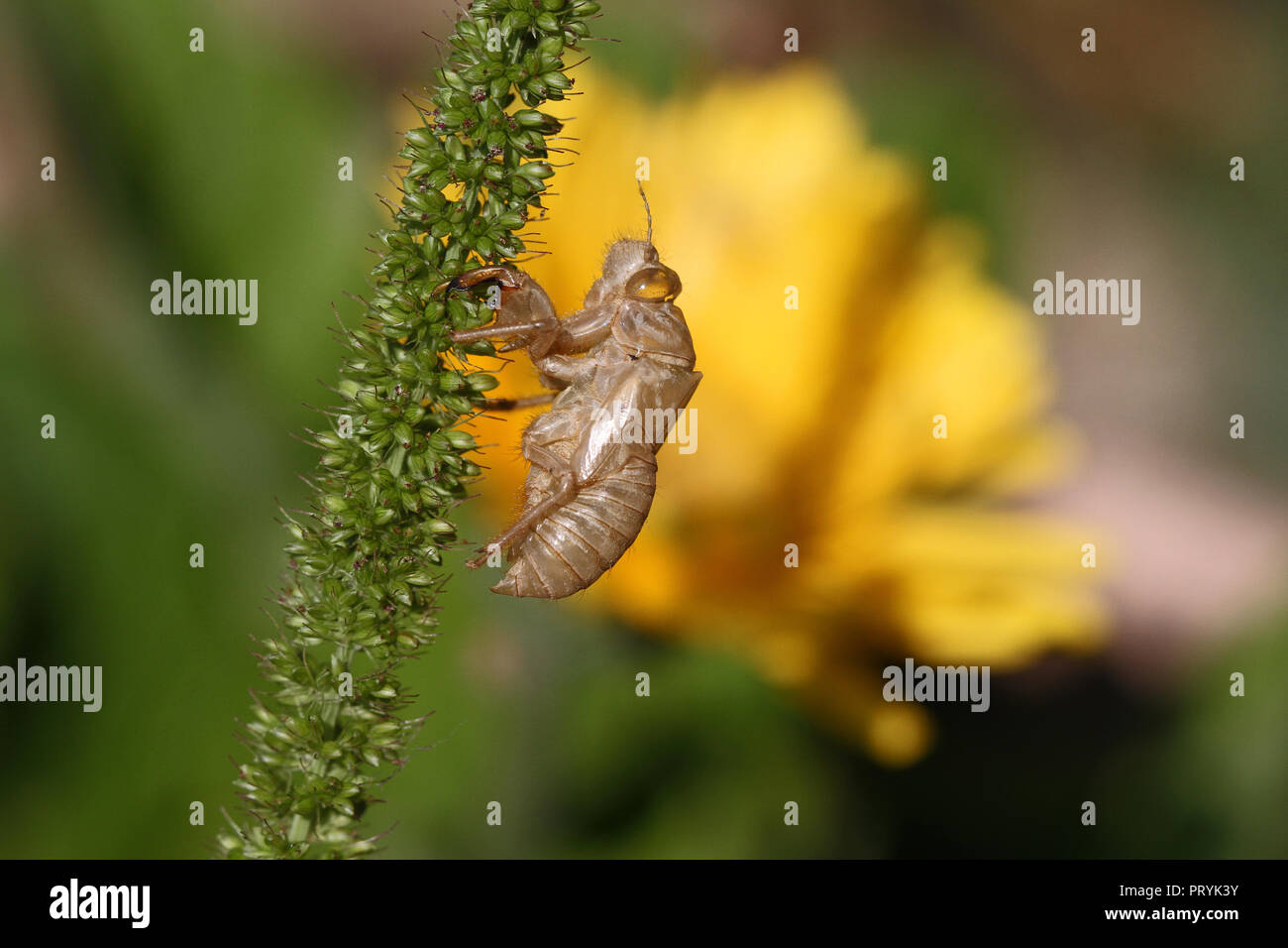 Larva from cicada hi-res stock photography and images - Alamy