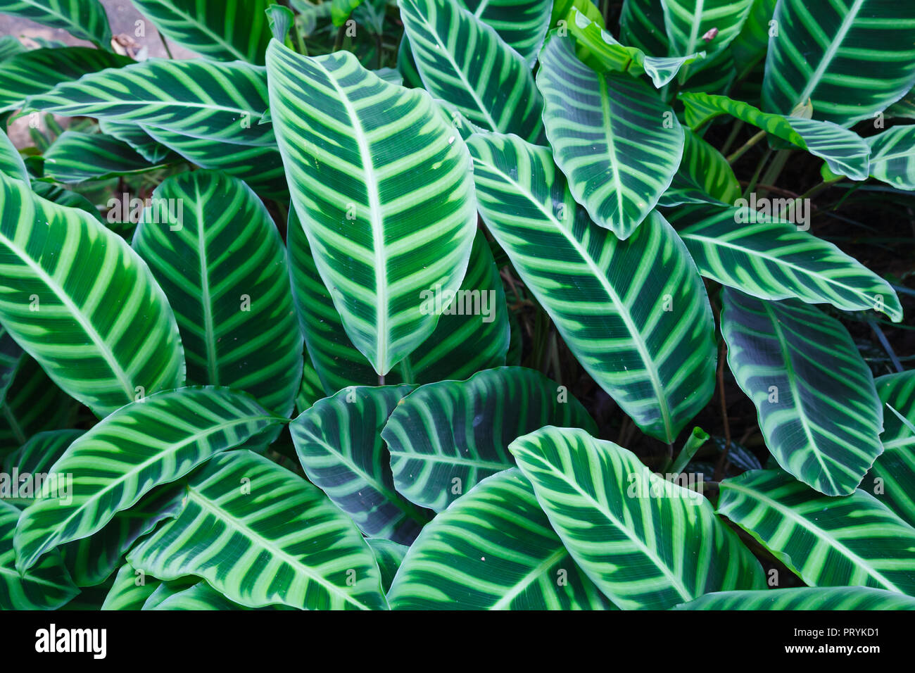Top View of Zebra Plant (Calathea Zebrina) tropical striped evergreen ...