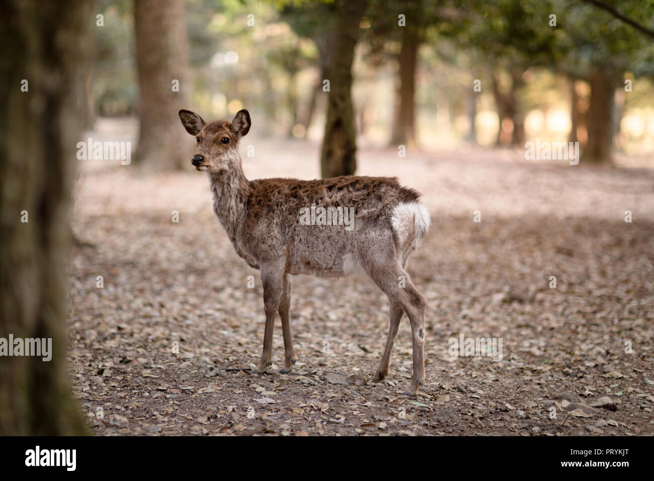 Japanese Sika deer in the forest at Nara Park, Japan Stock Photo - Alamy