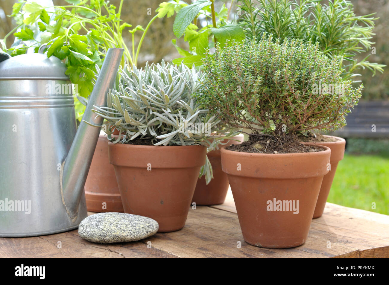 potted aromatic plant and metal watering can put on a table in garden ...