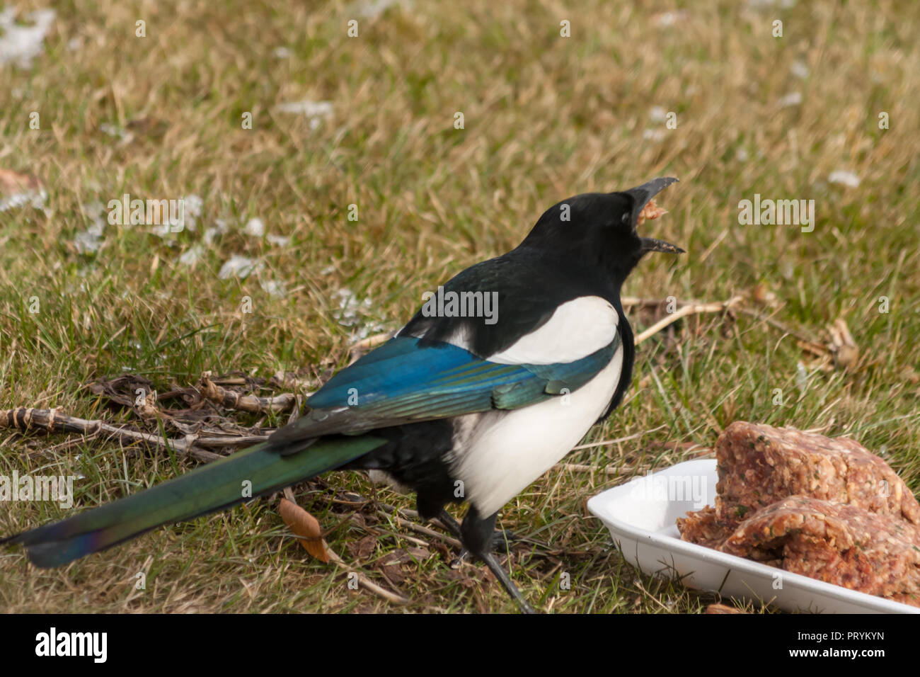 a glutton magpie bird eating meatballs Stock Photo - Alamy