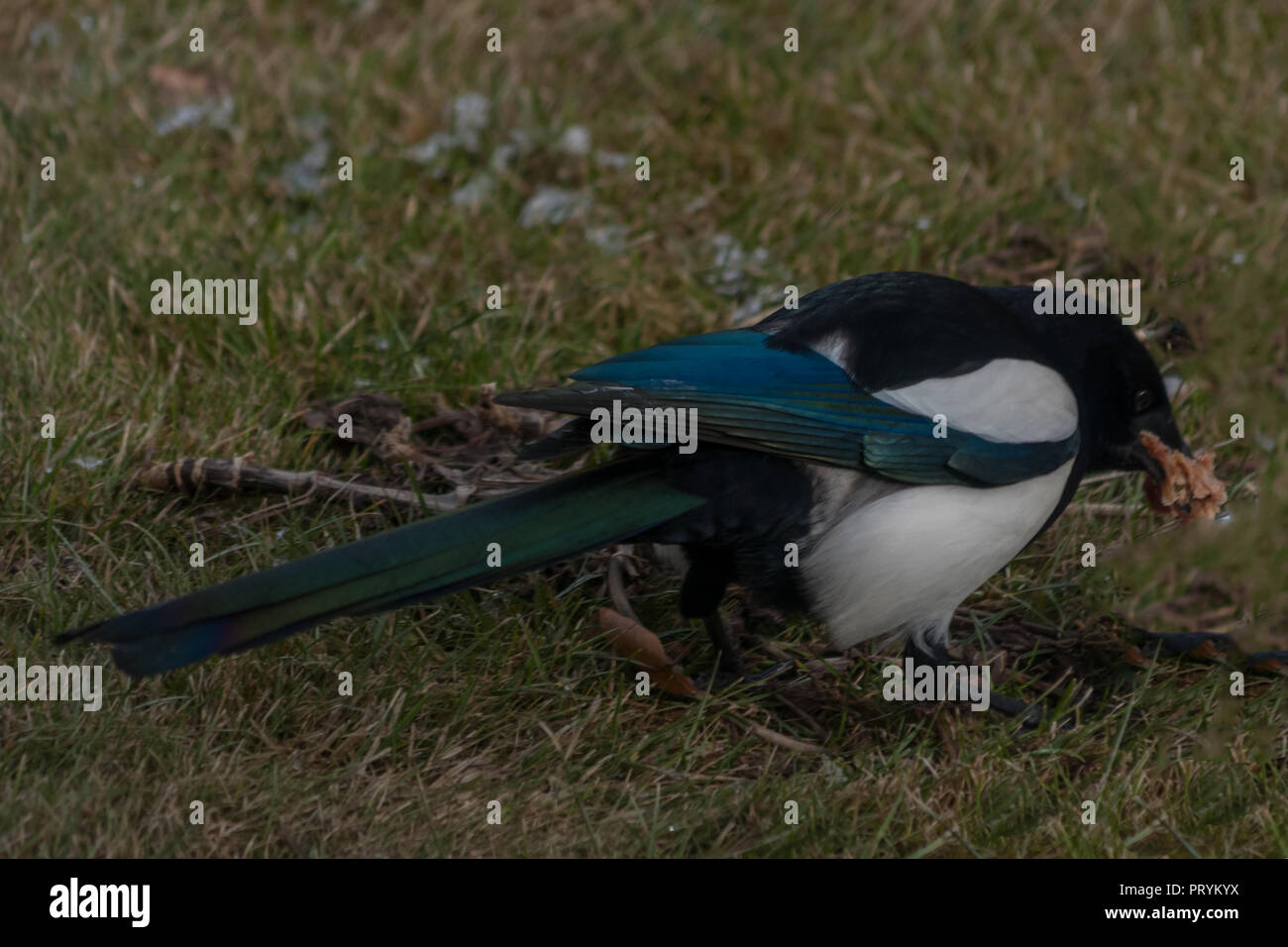 a glutton magpie bird eating meatballs Stock Photo - Alamy
