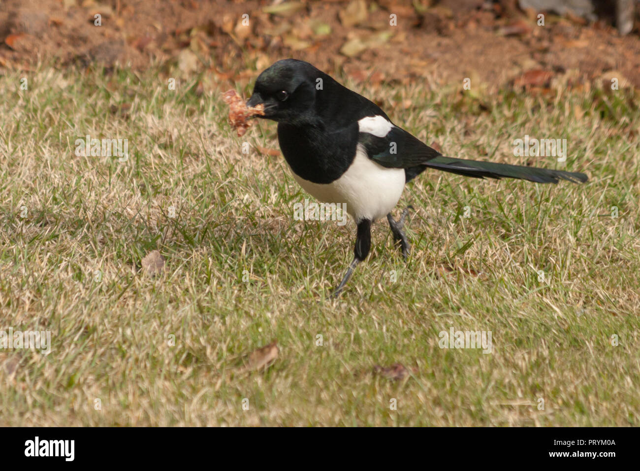 a glutton magpie bird eating meatballs Stock Photo - Alamy