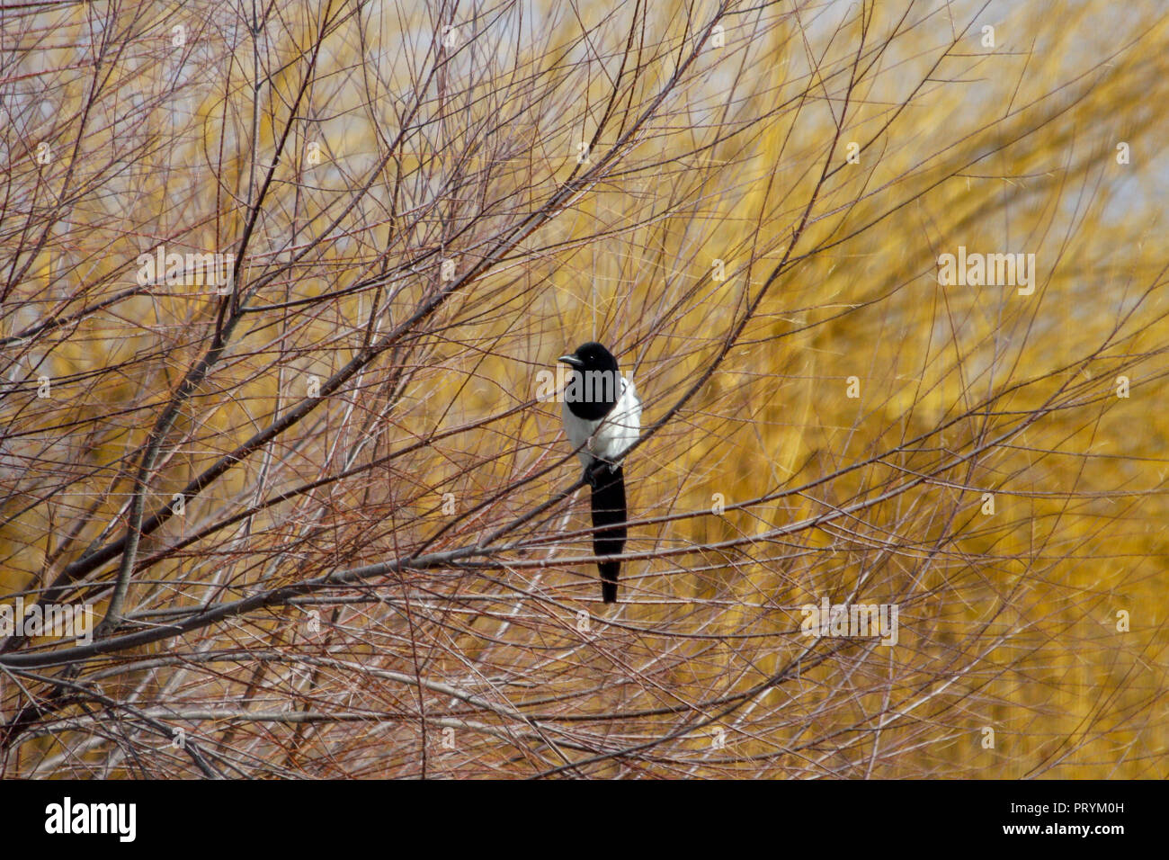 winter sun and magpie bird Stock Photo - Alamy