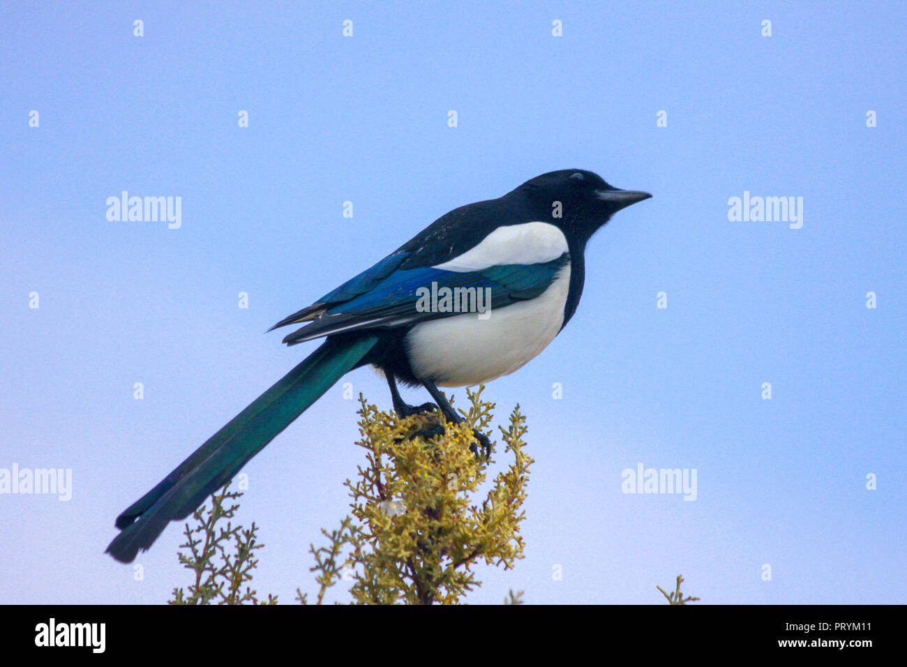 winter sun and magpie bird Stock Photo - Alamy