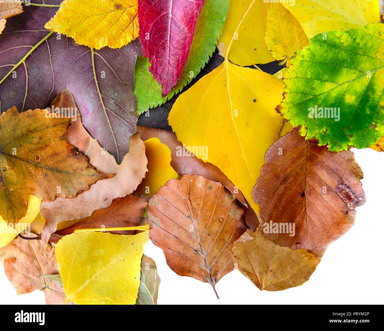 colorful leaves of differents trees on white background Stock Photo - Alamy