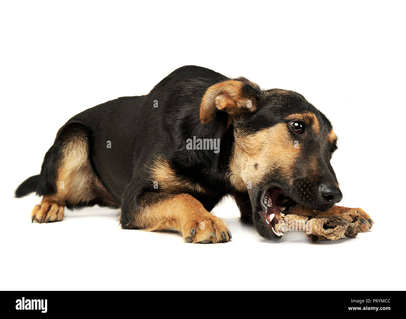 Should Dogs Eat Bones