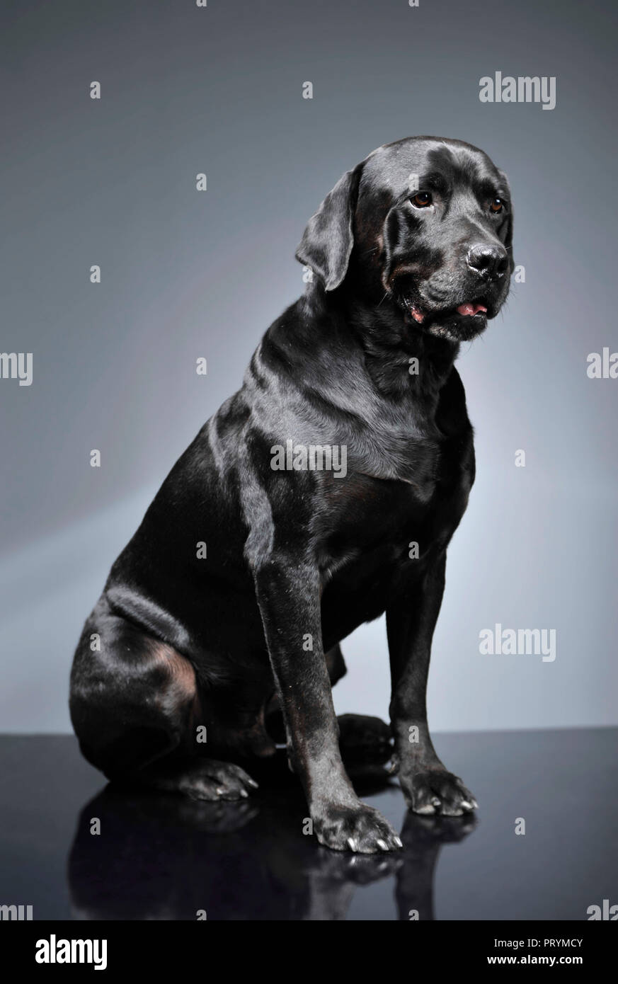 Mixed breed black dog sitting in dark studio Stock Photo - Alamy