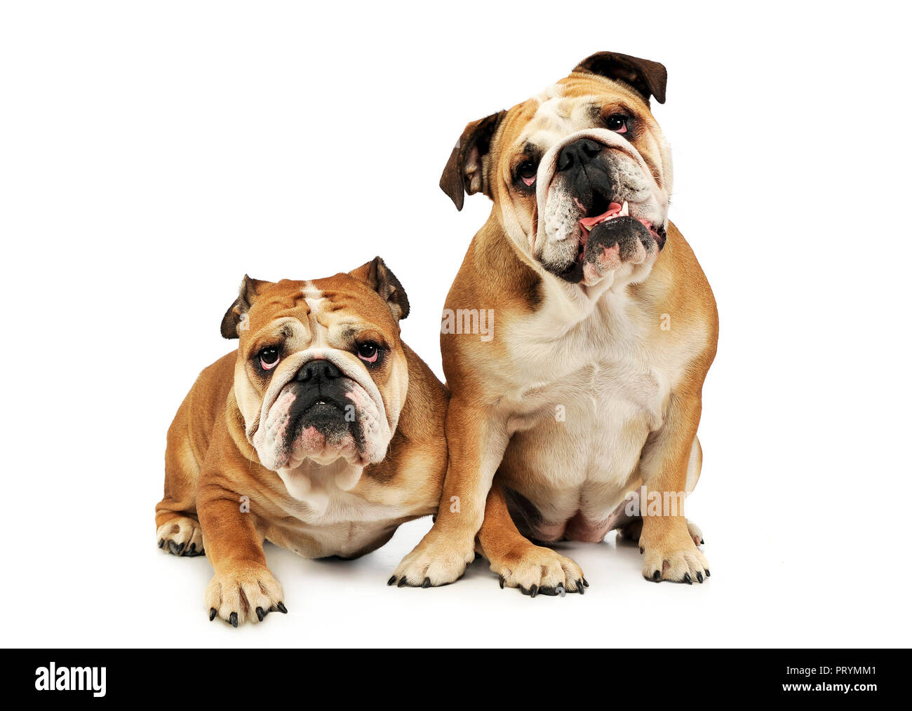 Bulldogs Cut Out Stock Images & Pictures - Alamy