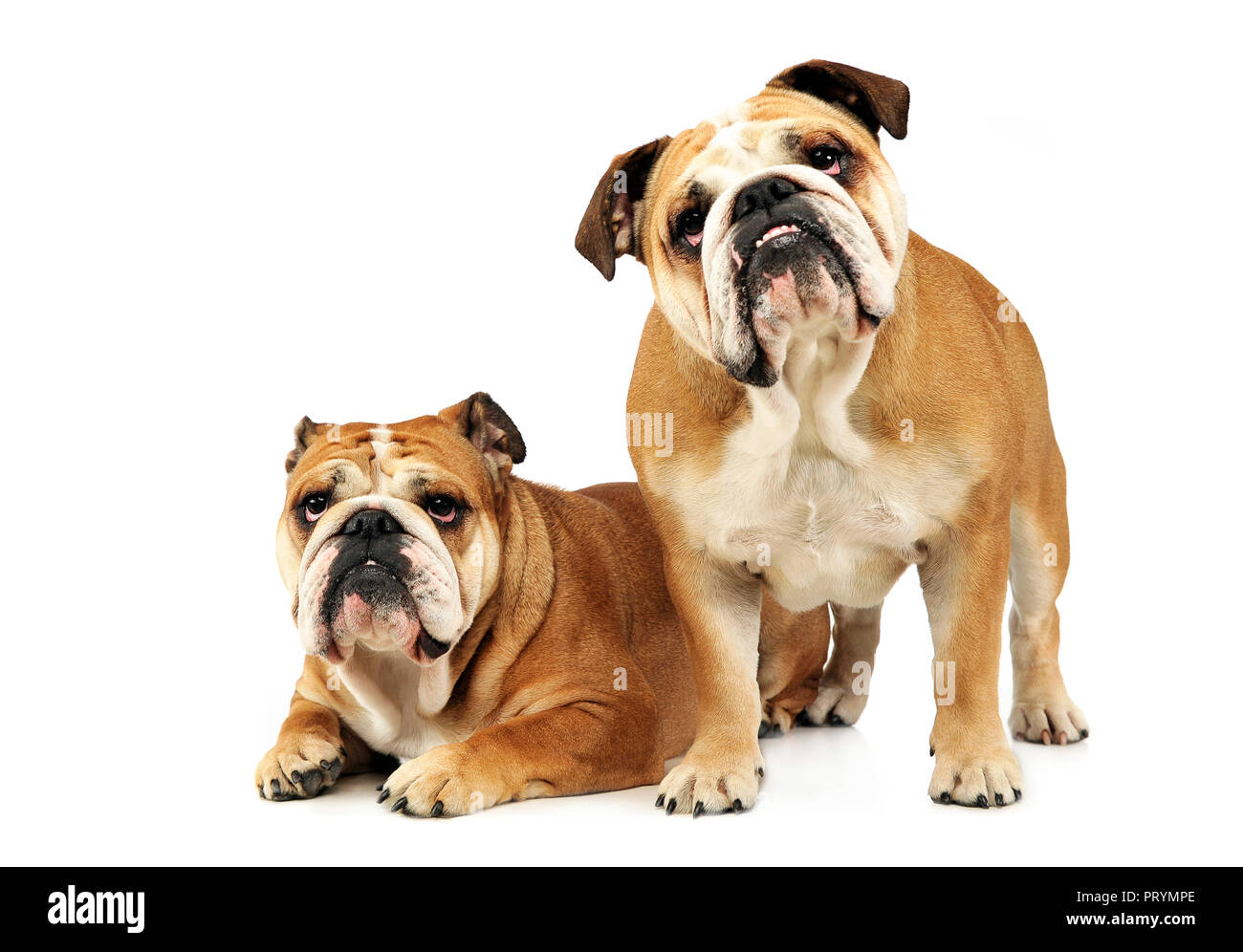 two bulldogs are having fun in a white studio Stock Photo - Alamy