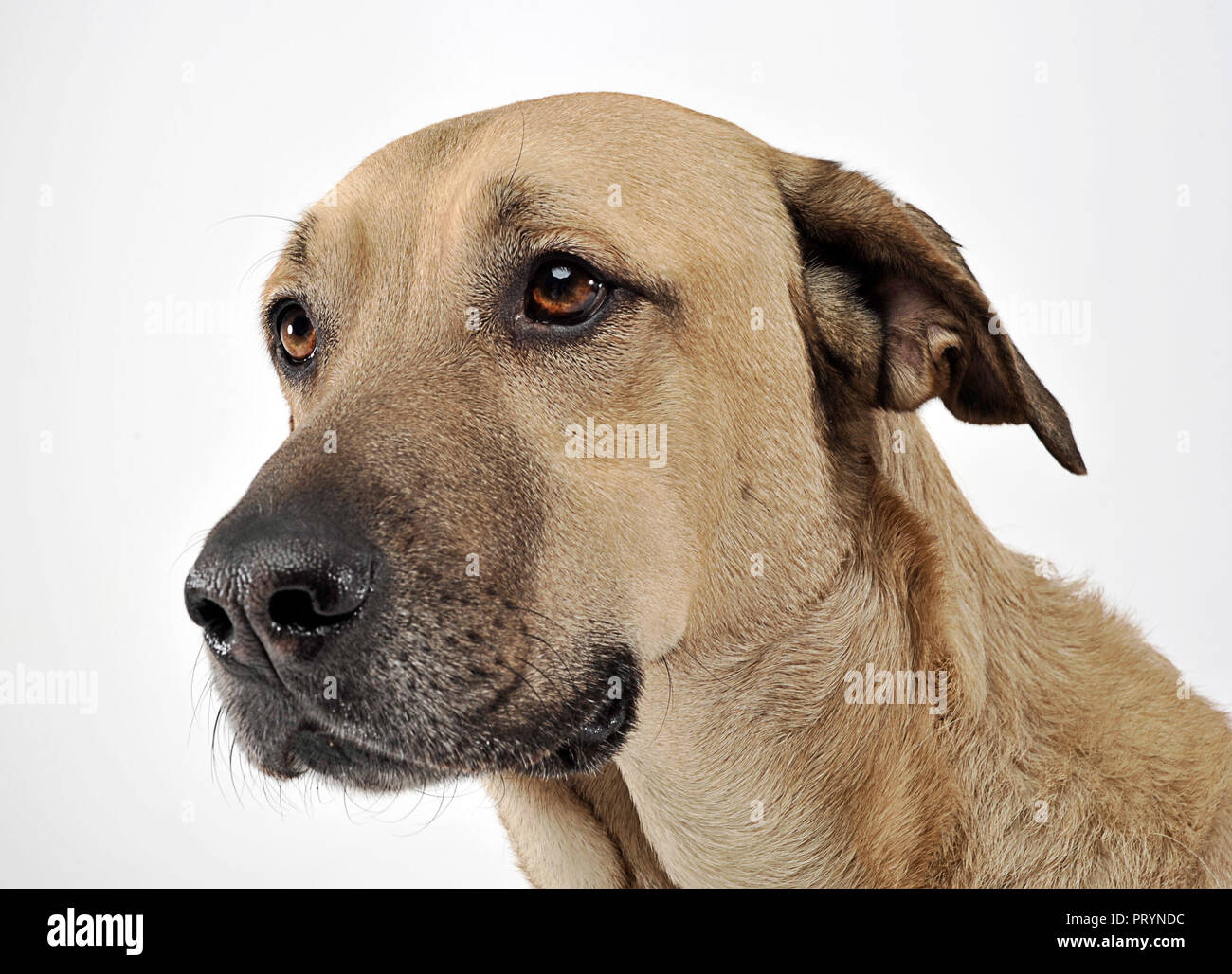 mixed breed brown dog portrait in white studio Stock Photo - Alamy