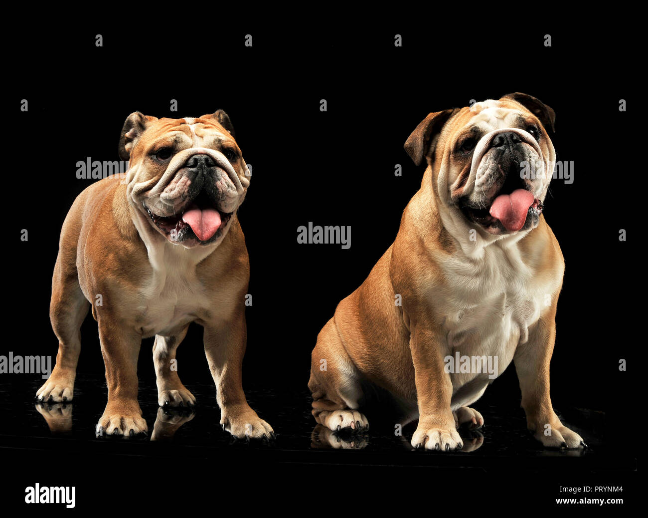 Bulldogs are beautiful hi-res stock photography and images - Alamy