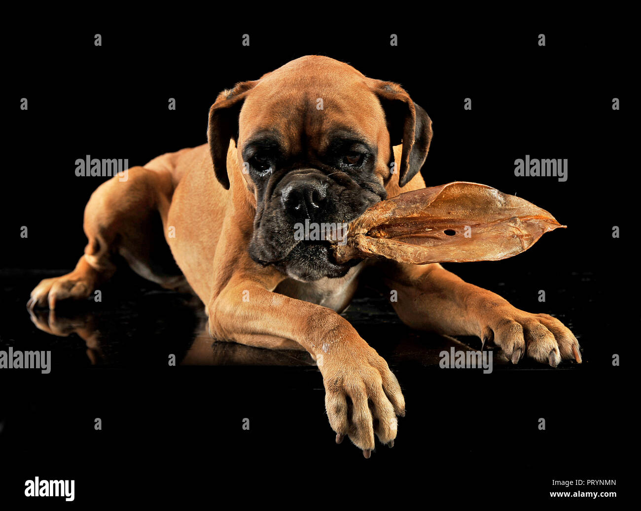 puppy boxer lying in a black studio with pig ear Stock Photo - Alamy