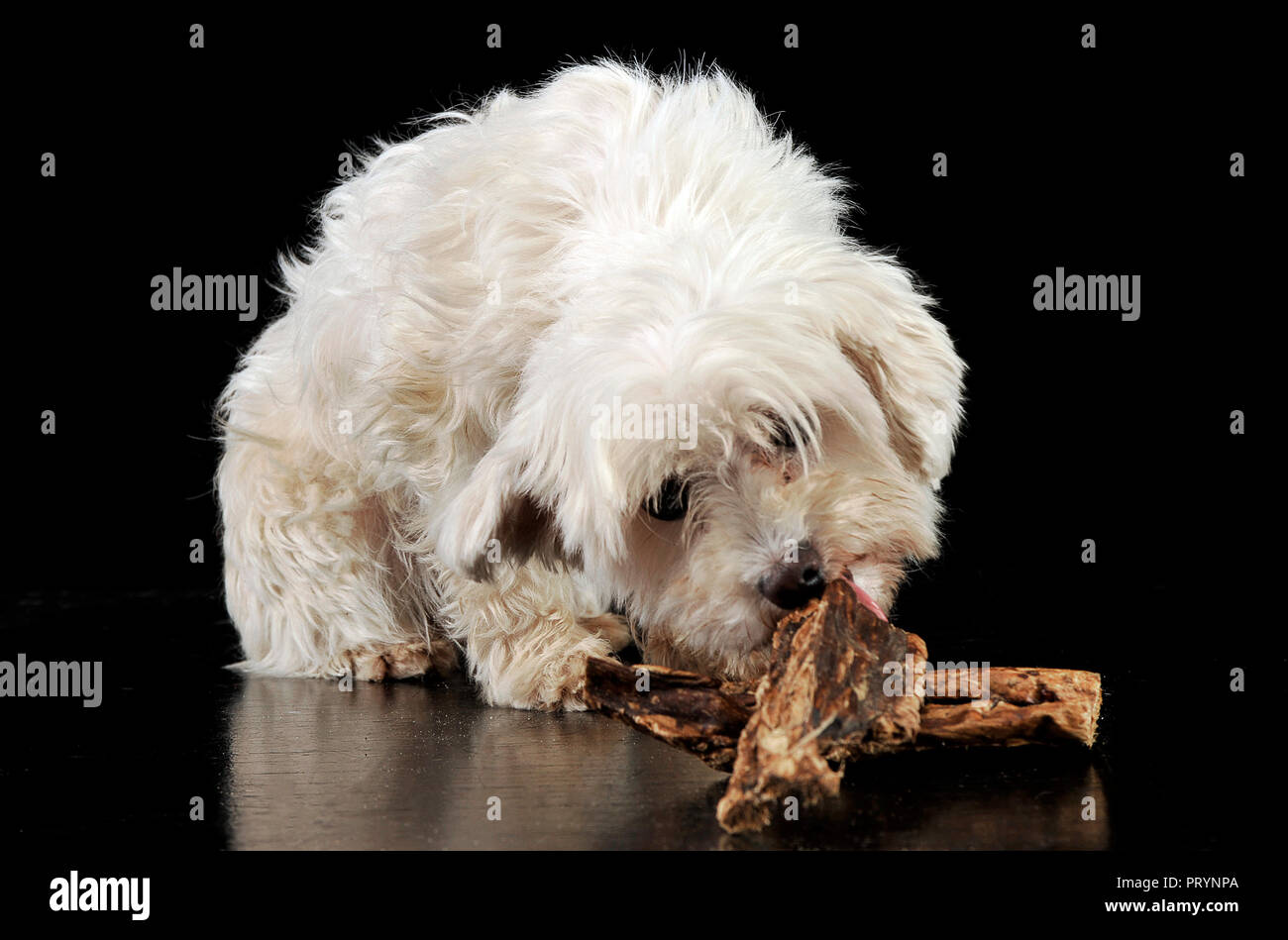 mixed breed white disheveled dog eating in a black background Stock ...