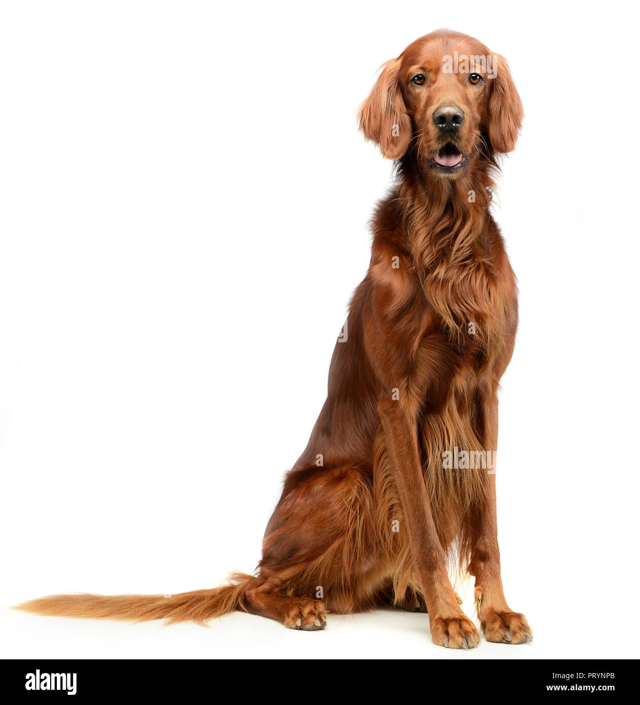 English setter Cut Out Stock Images & Pictures - Alamy