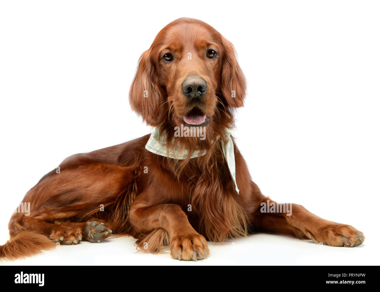 english setter lying down in a white photo studio Stock Photo - Alamy