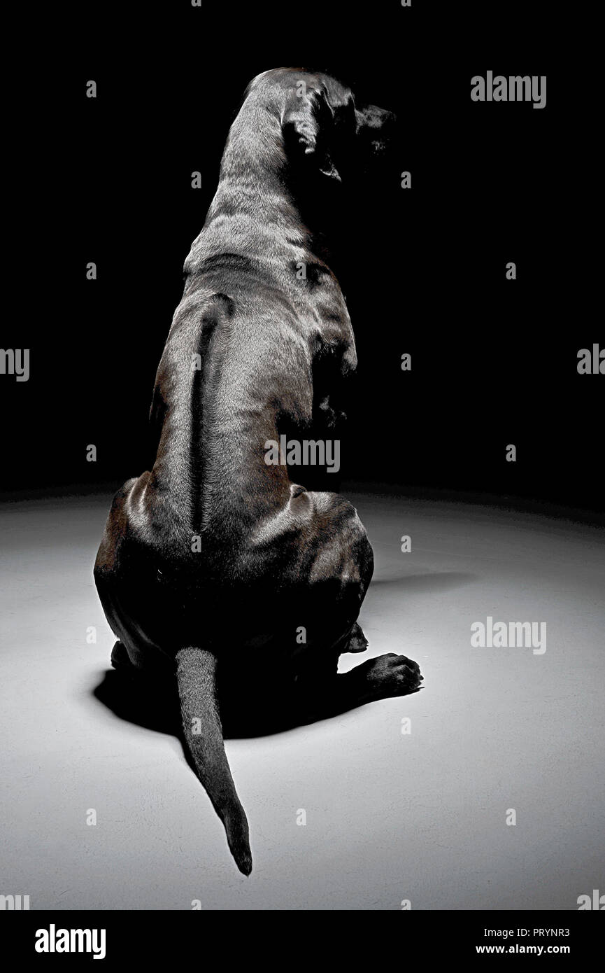 mixed breed black dog showing his ridge back in black background Stock ...