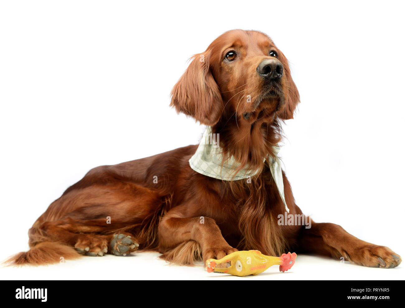 English setter Cut Out Stock Images & Pictures - Alamy
