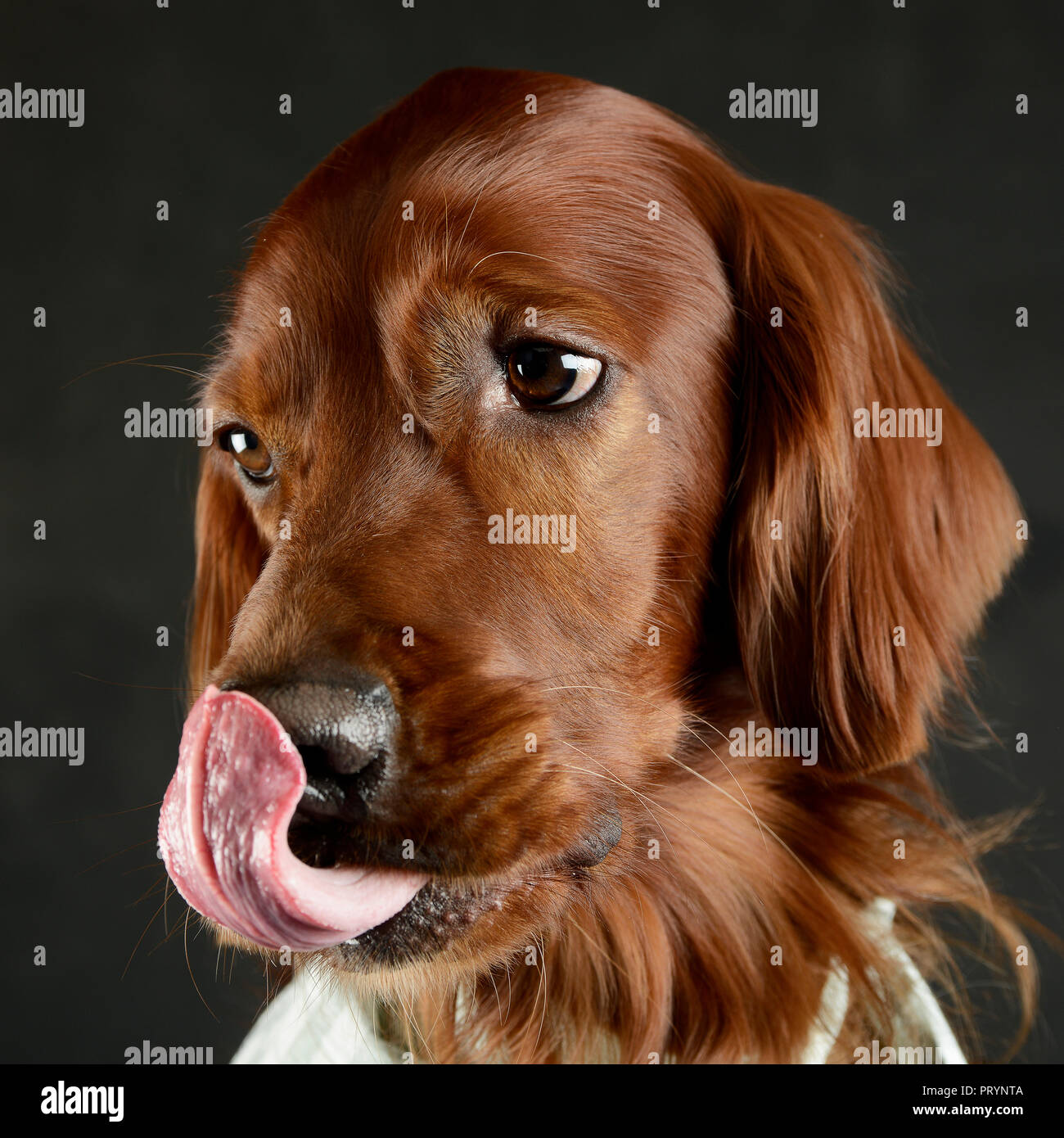 english setter portrait in a photo studio Stock Photo - Alamy