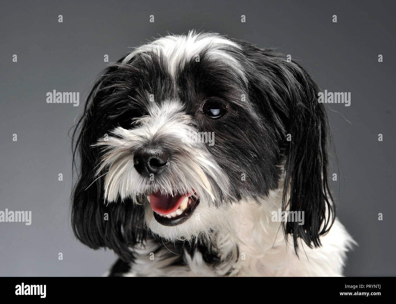 lovely havanese portrait in gray background Stock Photo - Alamy