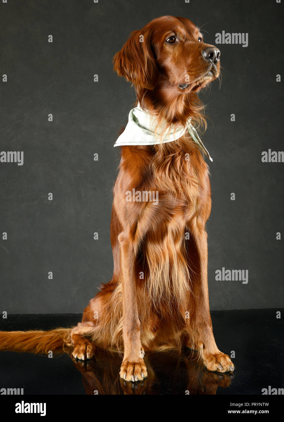english setter sitting in a photo studio Stock Photo - Alamy