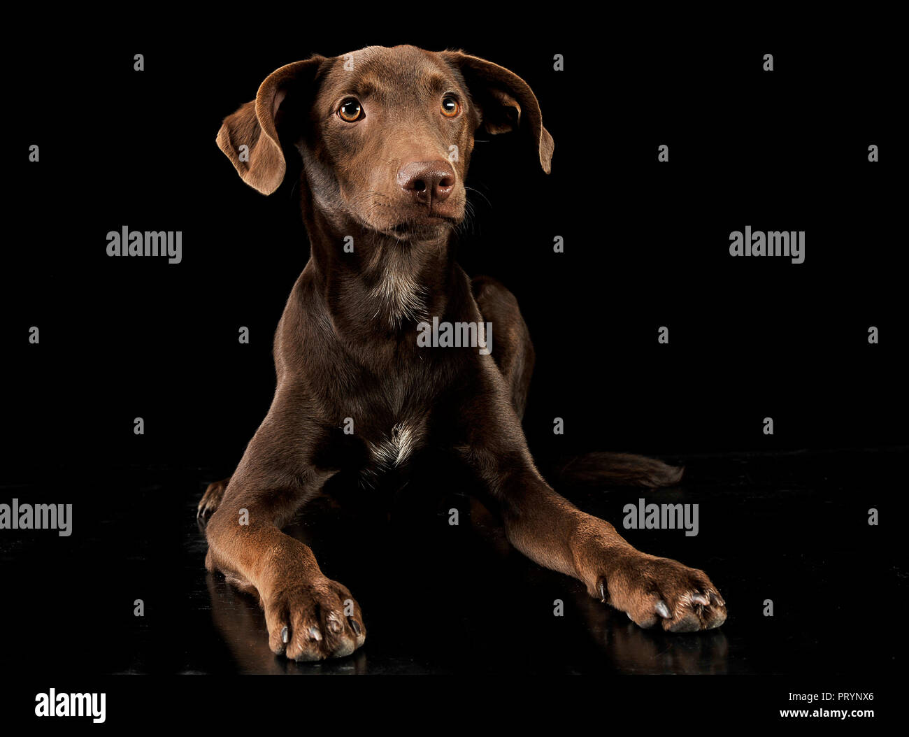Funny ears mixed breed brown dog in black studio background Stock Photo ...