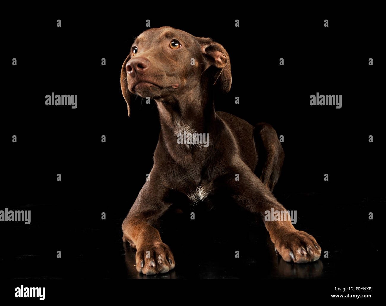 Funny ears mixed breed brown dog in black studio background Stock Photo ...