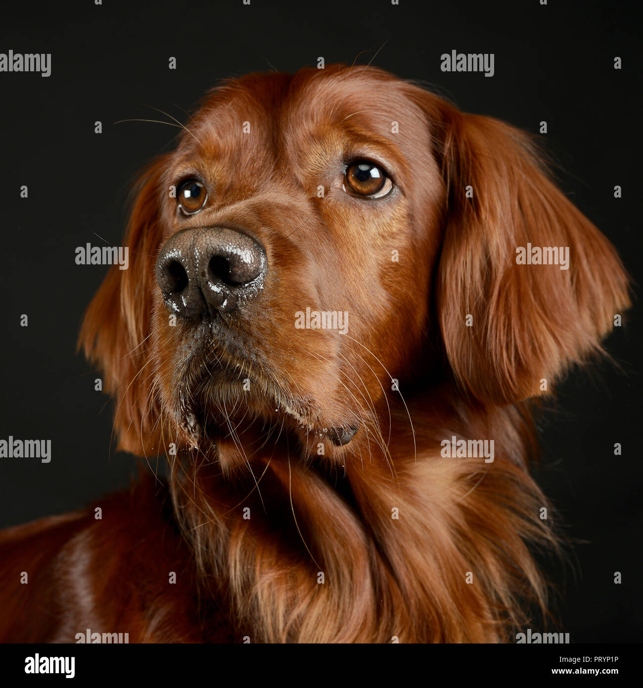 elegant irish setter portrait in dark studio Stock Photo - Alamy