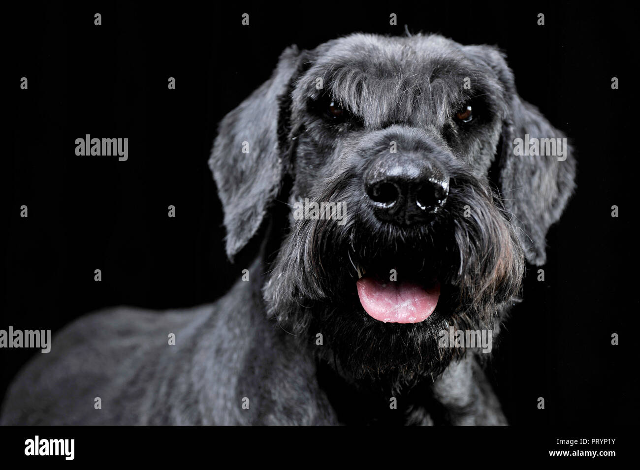 Strong schnauzer portrait in black background Stock Photo - Alamy