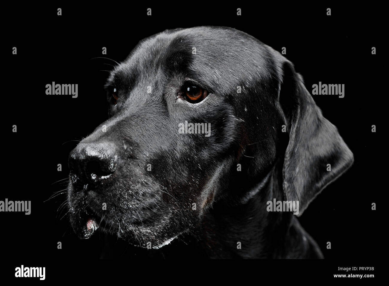 sad black mixed breed dog with beautiful eyes portrait in a black ...