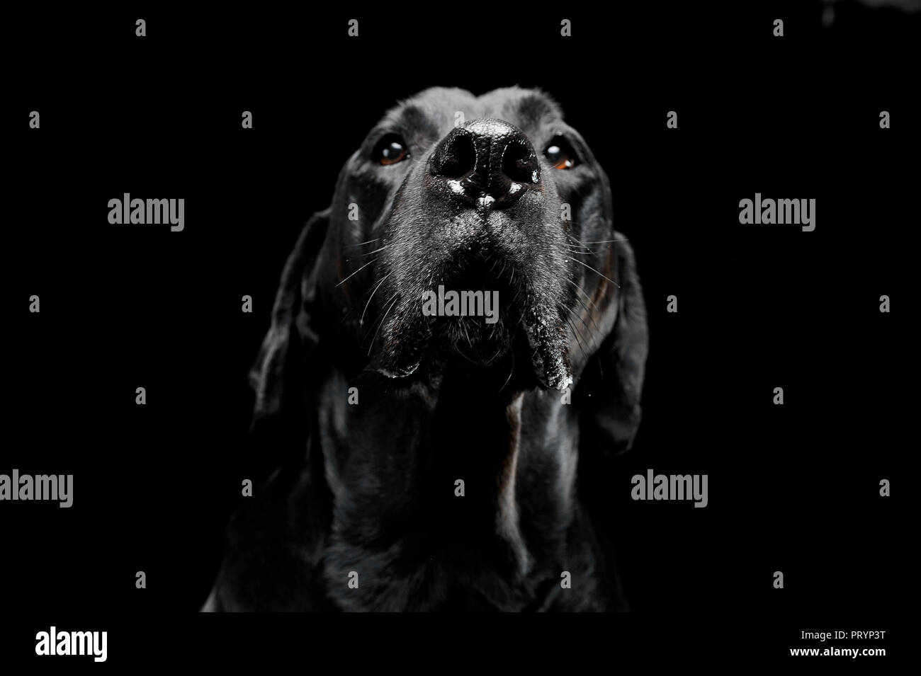 sad black mixed breed dog with beautiful eyes portrait in a black ...