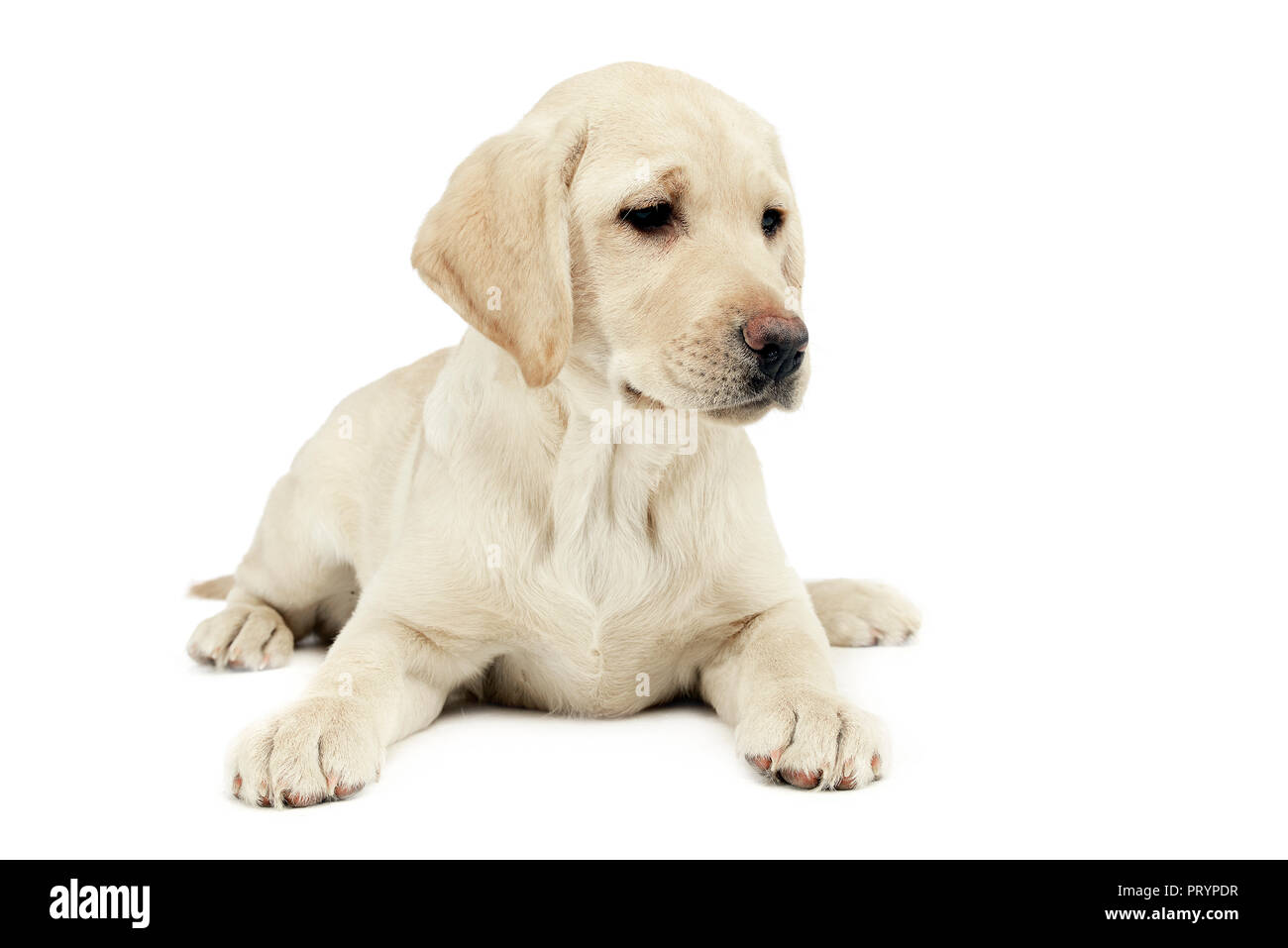 puppy labrador retriever lying and looking sideways in a white studio ...