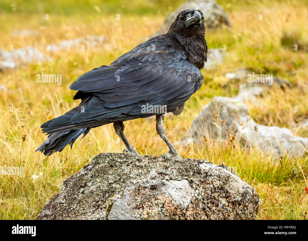 Raven in its habitat hi-res stock photography and images - Alamy