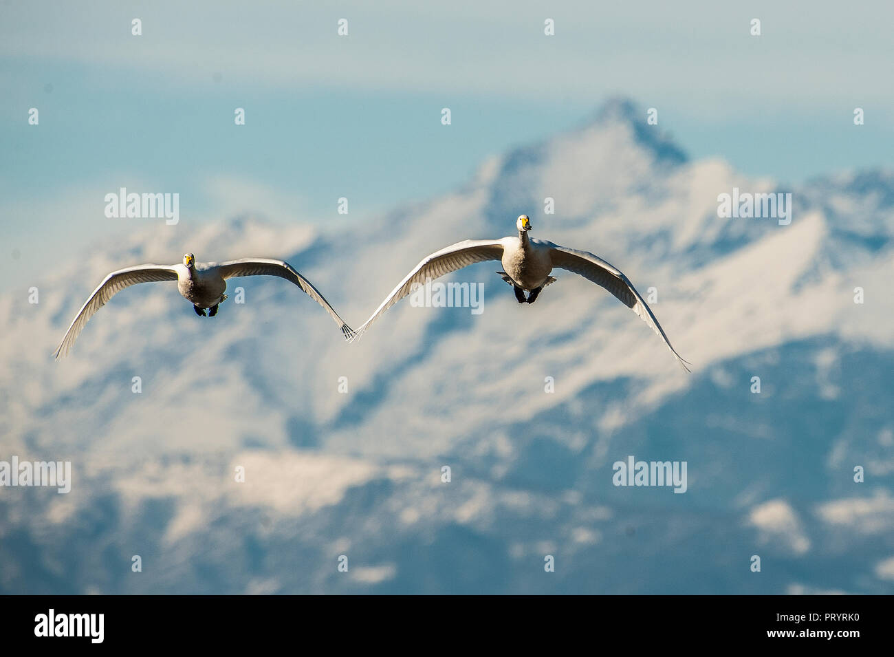 Side view of bird flying hi-res stock photography and images - Alamy