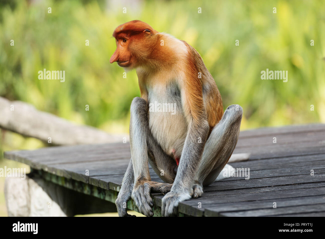 Proboscis Monkey,Nasalis Larvatus or long-nosed monkey, is a reddish ...
