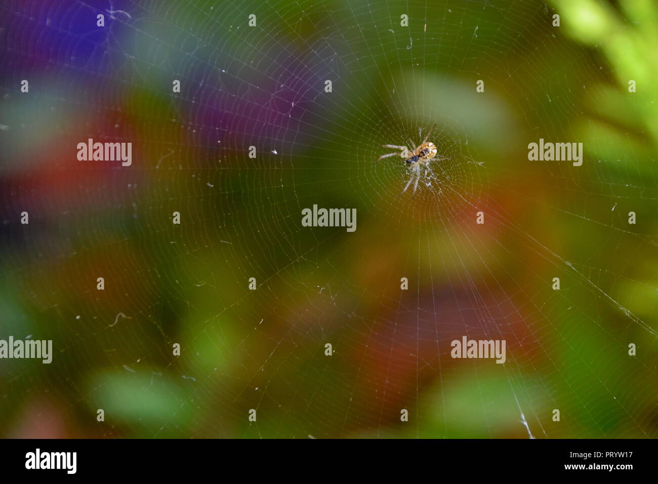 Spider and Spiderweb Stock Photo - Alamy