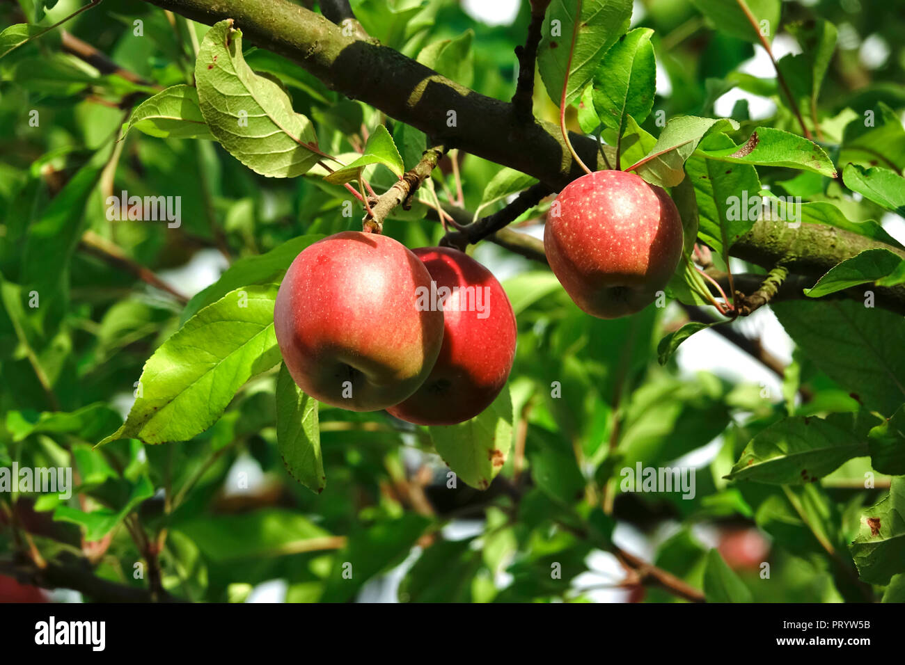 Red apples tree hi-res stock photography and images - Alamy